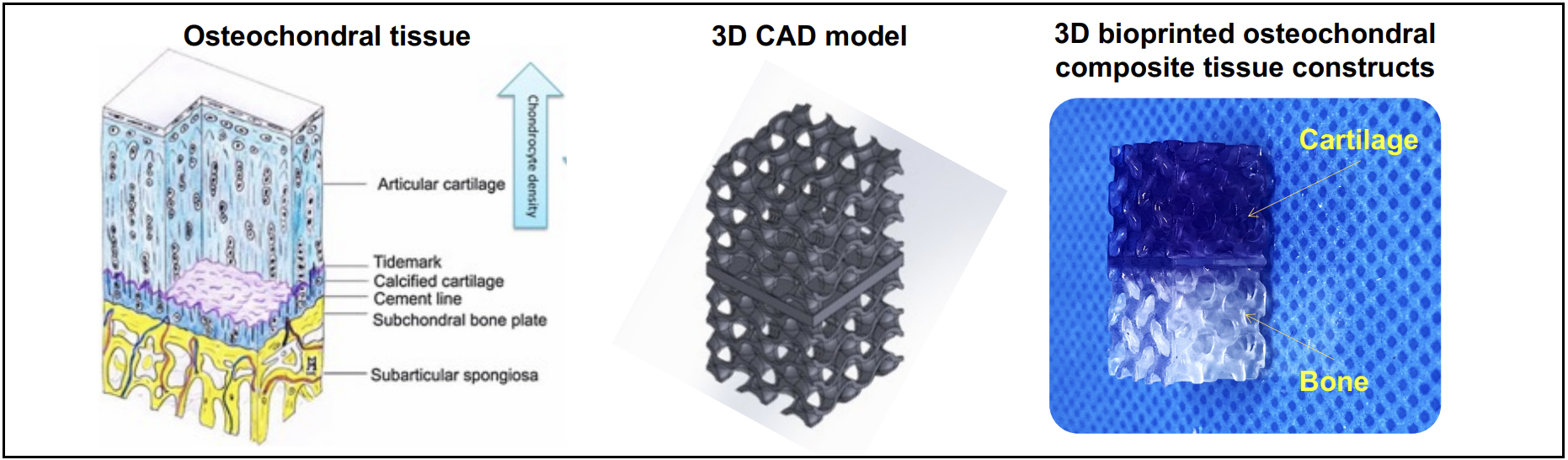 CGBIO cooperates with US WFIRM to conduct bone and cartilage ...